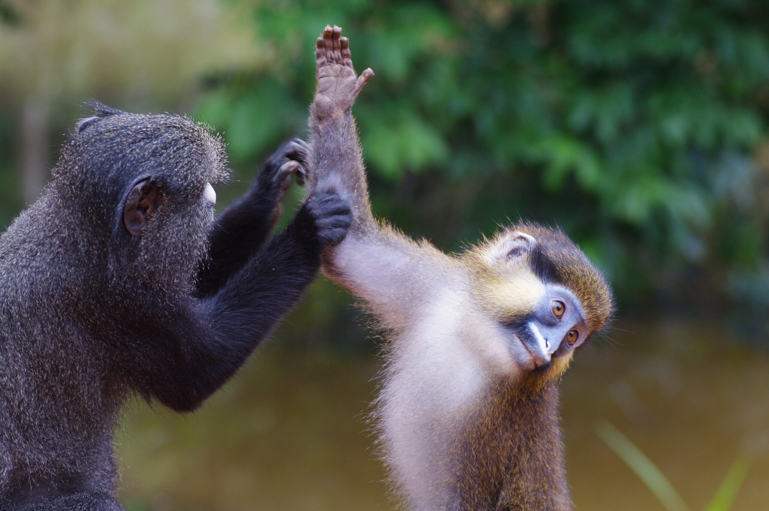 Extensive diversity of malaria parasites circulating in Central African ...